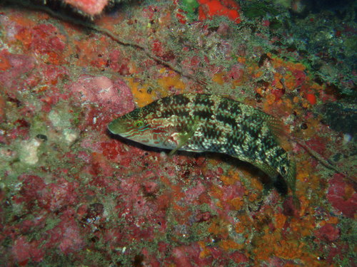 Emerald Wrasse (Centrolabrus trutta) · iNaturalist