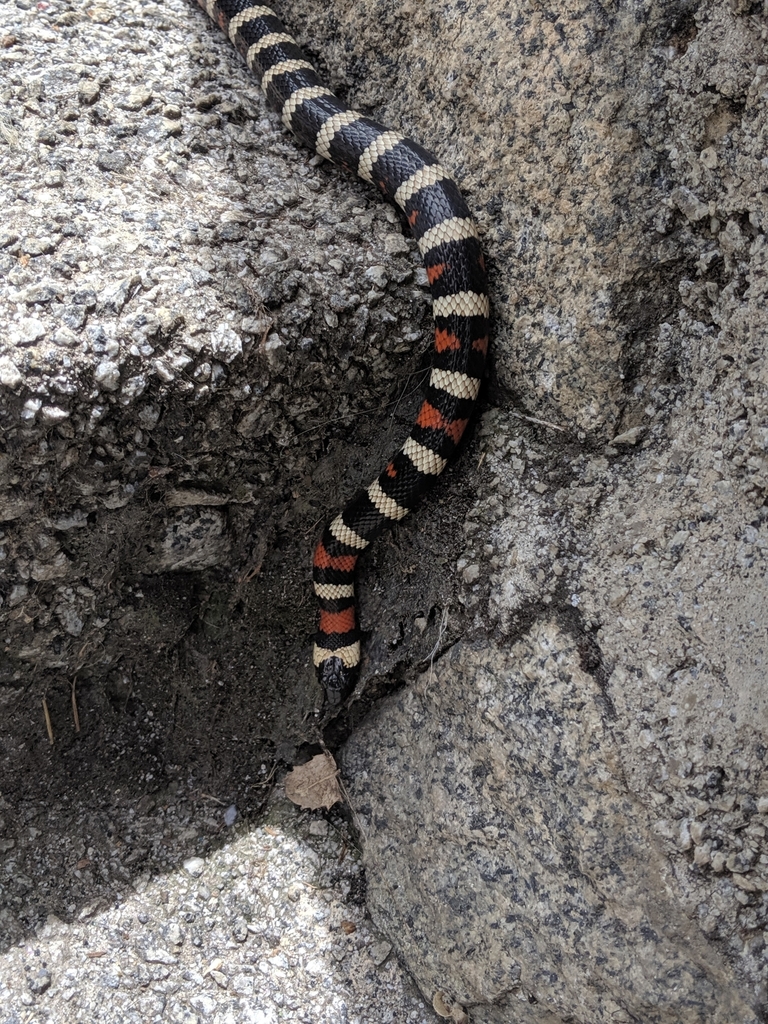 California Mountain Kingsnake in June 2019 by sirrichardv · iNaturalist
