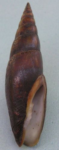 Mitra zonata · iNaturalist Ecuador