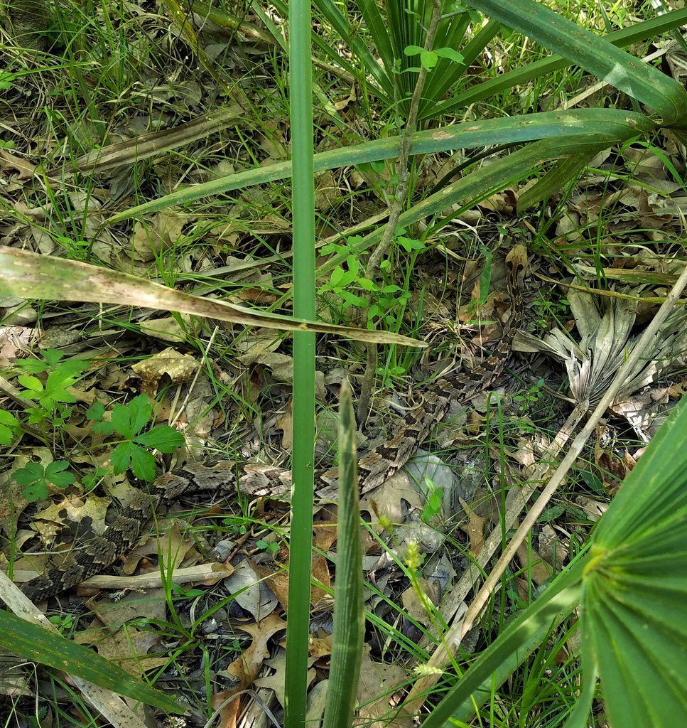 Timber Rattlesnake from Montgomery County, TX, USA on March 21, 2017 at ...