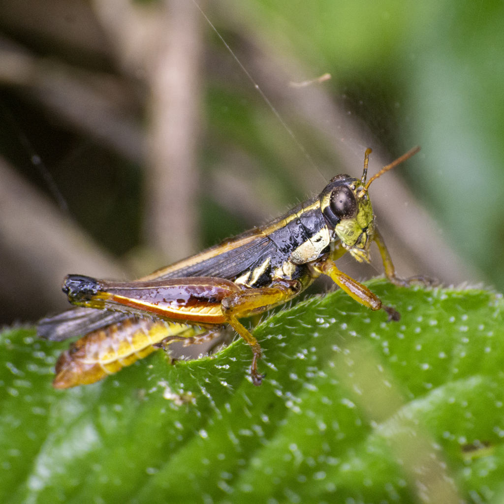 Dichroplus elongatus from S/Nº, San Lorenzo, Y4514 Calilegua, Jujuy, Argentina on April 24, 2016 ...
