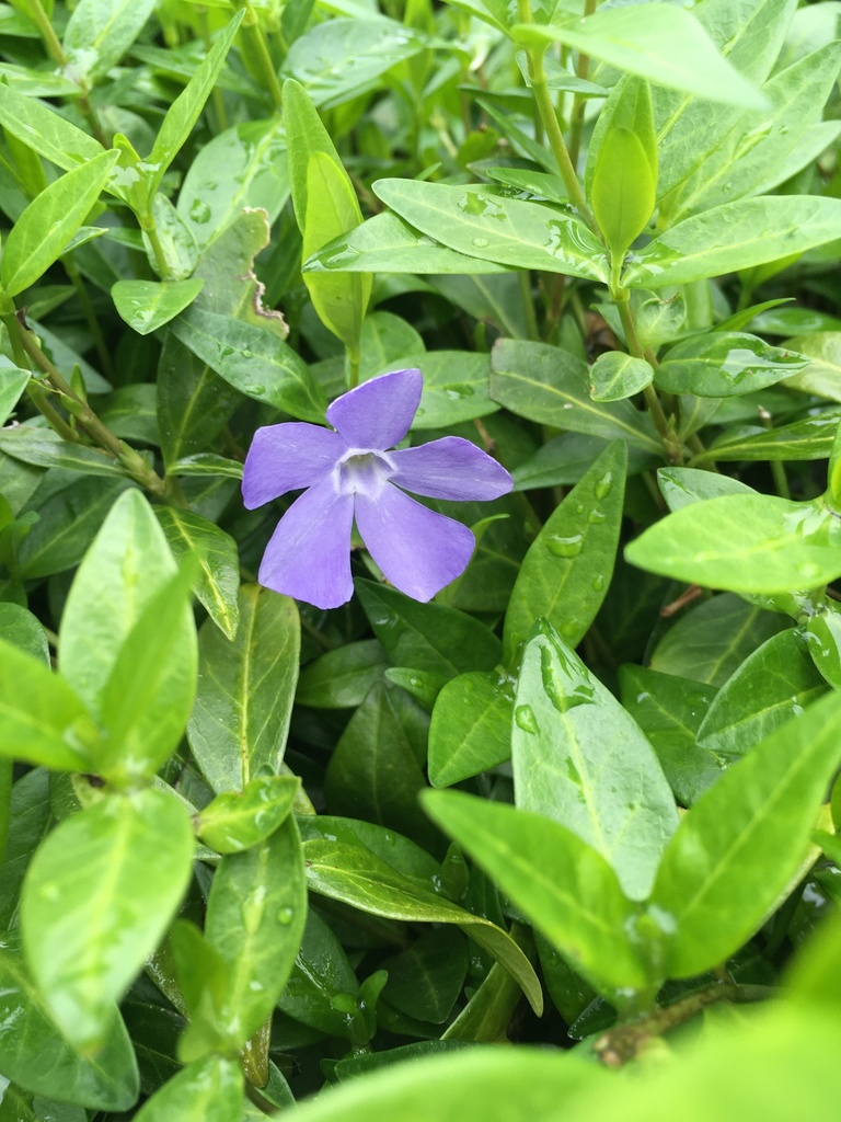 lesser periwinkle (Partidgeberry, Teaberry, Wintergreens, et al ...