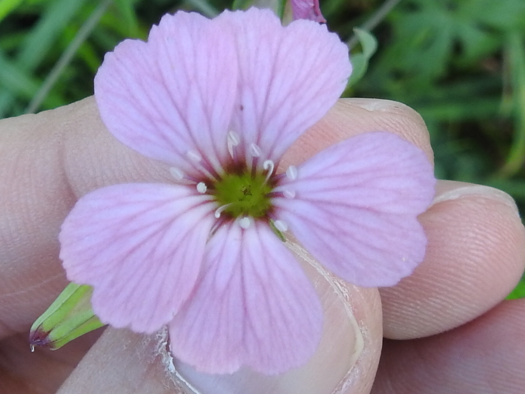 Vaccaria (Caryophyllaceae (Pink) of the Pacific Northwest) · iNaturalist