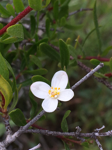 subfamilia Amyridoideae · iNaturalist Chile