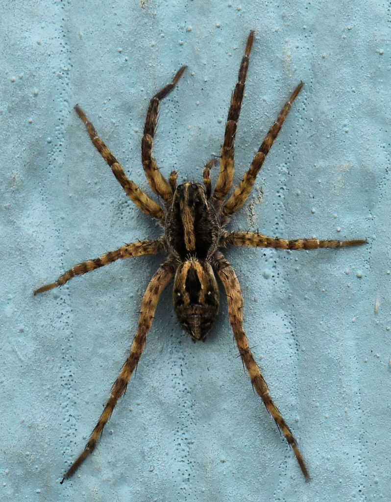 lance wolf spider from CR 418, Milam County, TX, USA on April 06, 2020 ...