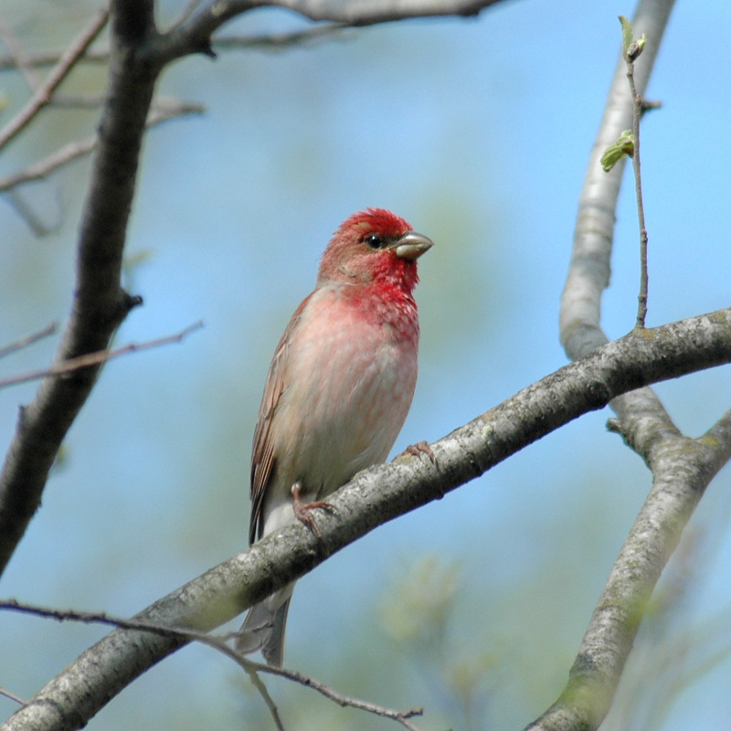 Common Rosefinch (Canton of Vaud fieldguide) · iNaturalist