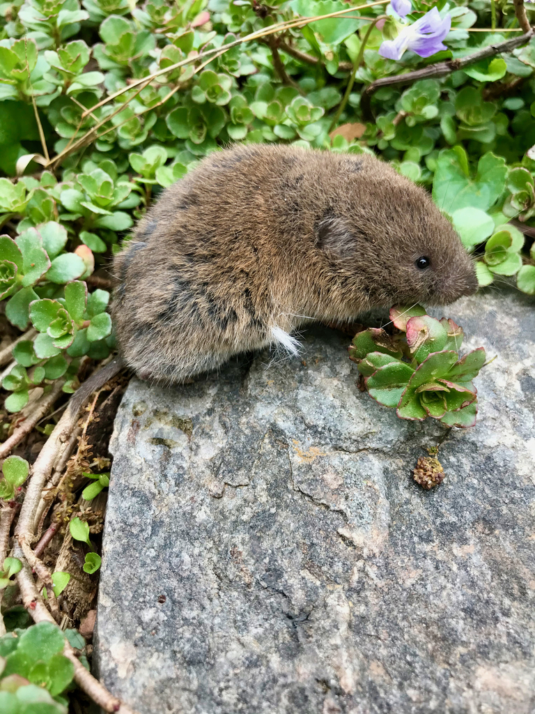 Woodland Vole (Mammals of Appalachia) · iNaturalist