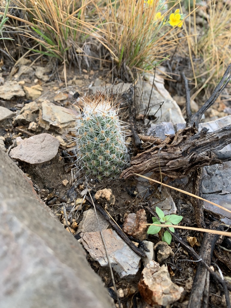 Whitecolumn Foxtail Cactus in March 2020 by CK Kelly · iNaturalist