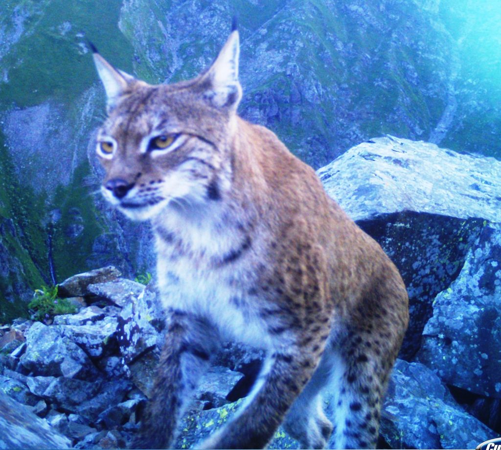 Caucasian Lynx (Lynx lynx dinniki) - Know Your Mammals
