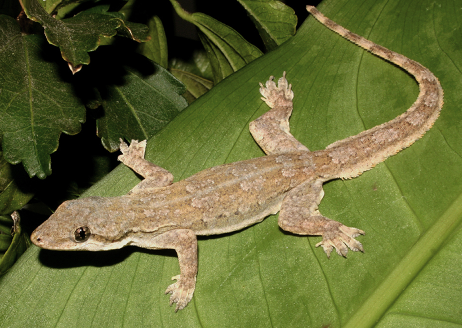 Flat-tailed House Gecko (Reptiles of Sri Lanka) · iNaturalist