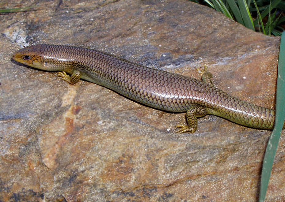 Gilbert's Skink (Lizards of Highlands Center for Natural History) · iNaturalist