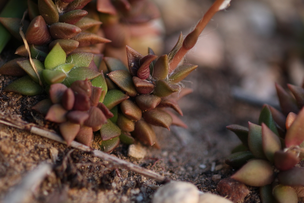 Large-flowered Sandrose (Anacampseros telephiastrum) - Botanical Realm