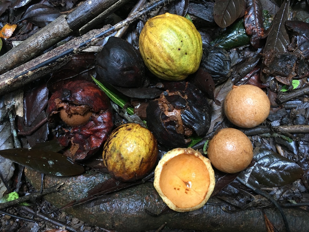 Endiandra palmerstonii from Eacham, Queensland, Australia on March 20 ...