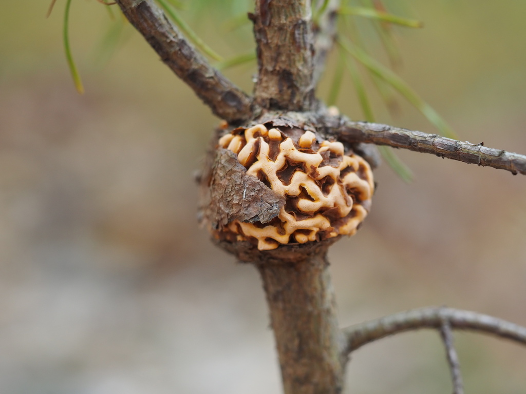 Pine-oak gall rust from Ragged Mountain Reservoir, Albemarle County, VA ...