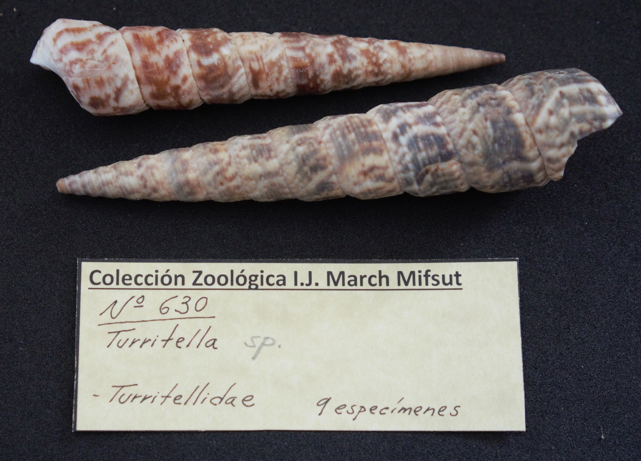 Turritella gonostoma Valenciennes, 1832