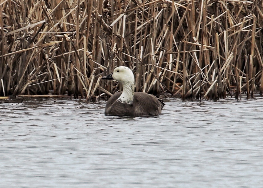 Snow × Canada Goose (Anser caerulescens × Branta canadensis) - Avian ...