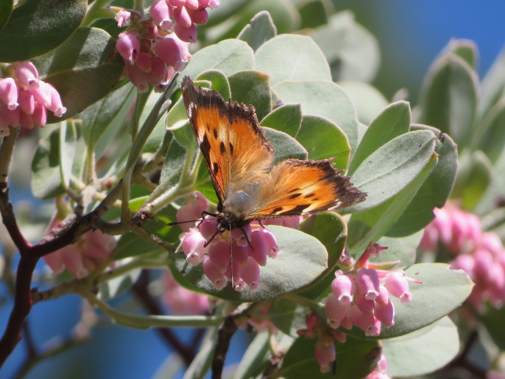 California Tortoiseshell from Trinity County, Six Rivers National ...