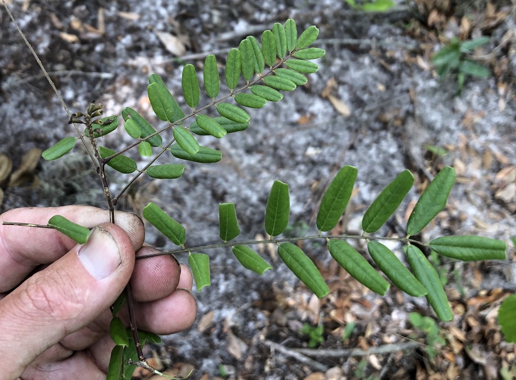 Clusterspike False Indigo from Lake Wales, FL, US on April 12, 2020 at ...