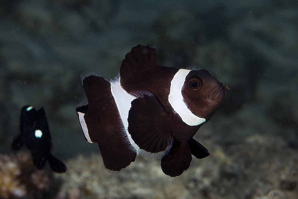 Ocellaris Anemonefish (Amphiprion ocellaris) - Marine Life Identification