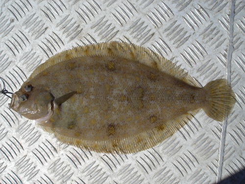 Witch (Arnoglossus scapha) · iNaturalist