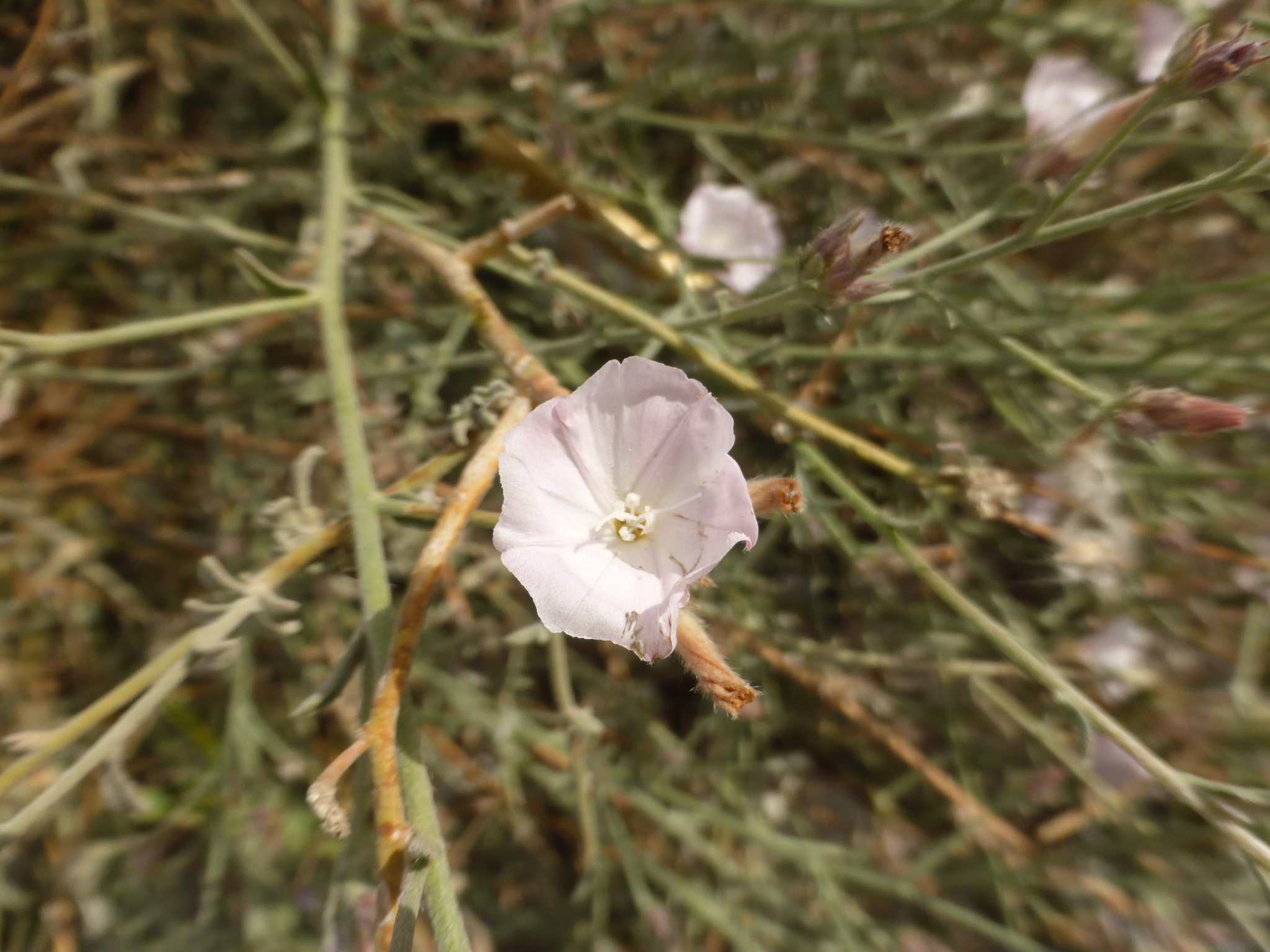 Convolvulus prostratus Forssk.