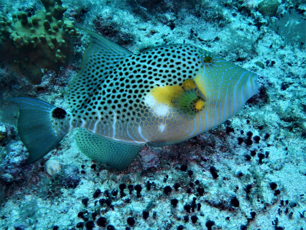 Triggerfishes (Balistidae) - Marine Life Identification