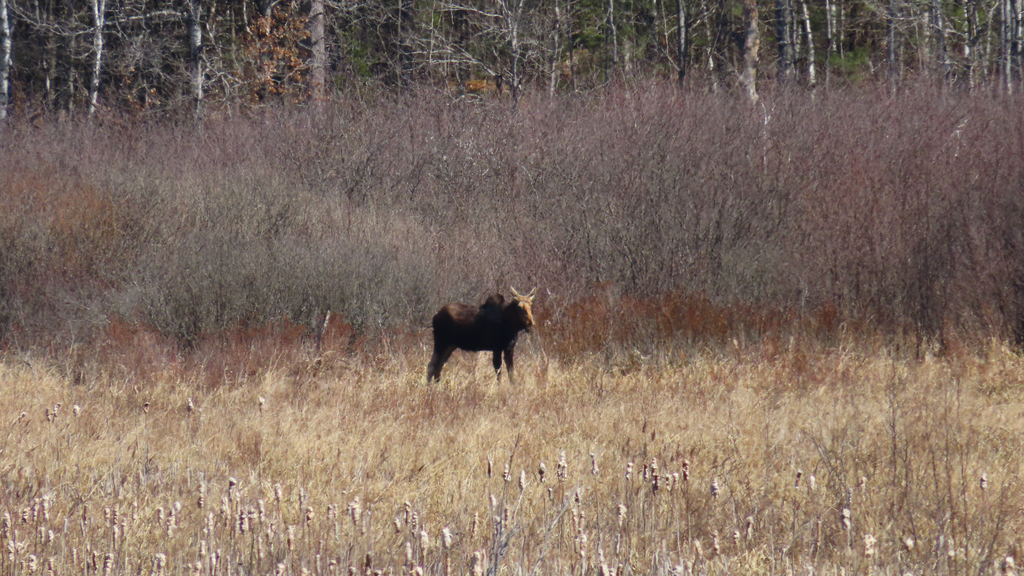 Moose from Simcoe, Ontario, Canada on April 1, 2020 at 12:14 PM by ...