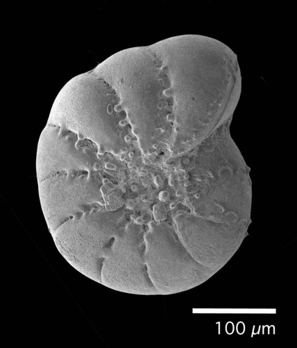 Elphidium mexicanum · iNaturalist