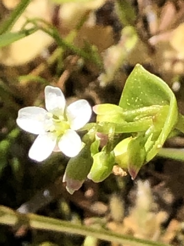 Streambank Springbeauty (Montiaceae (Miner's Lettuce) of the Pacific ...