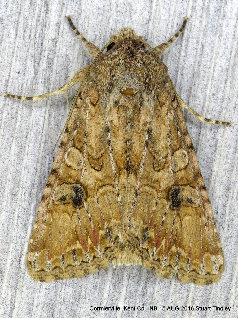 The Nutmeg (Butterflies and Moths of Pelion) · BioDiversity4All