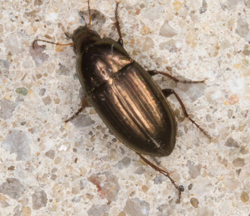 Common Sun Beetle (Wildlife and Wildflowers of Texas - Insects ...