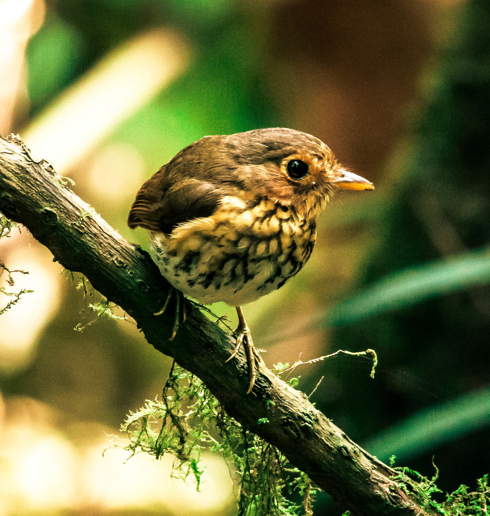 Ochre-breasted Antpitta in August 2019 by sparky47 · iNaturalist