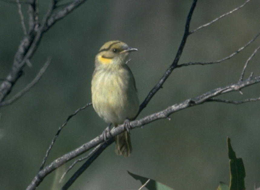 Grey-fronted Honeyeater (Ptilotula plumula) - Avian Discovery
