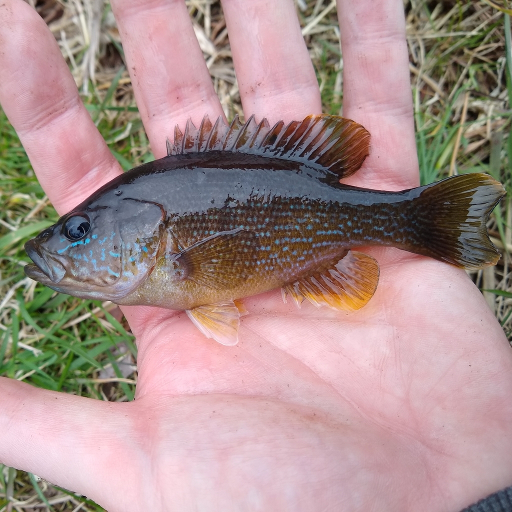 Green Sunfish from Mechanic St and Opp Park and Ride Lot, Windsor, CT ...