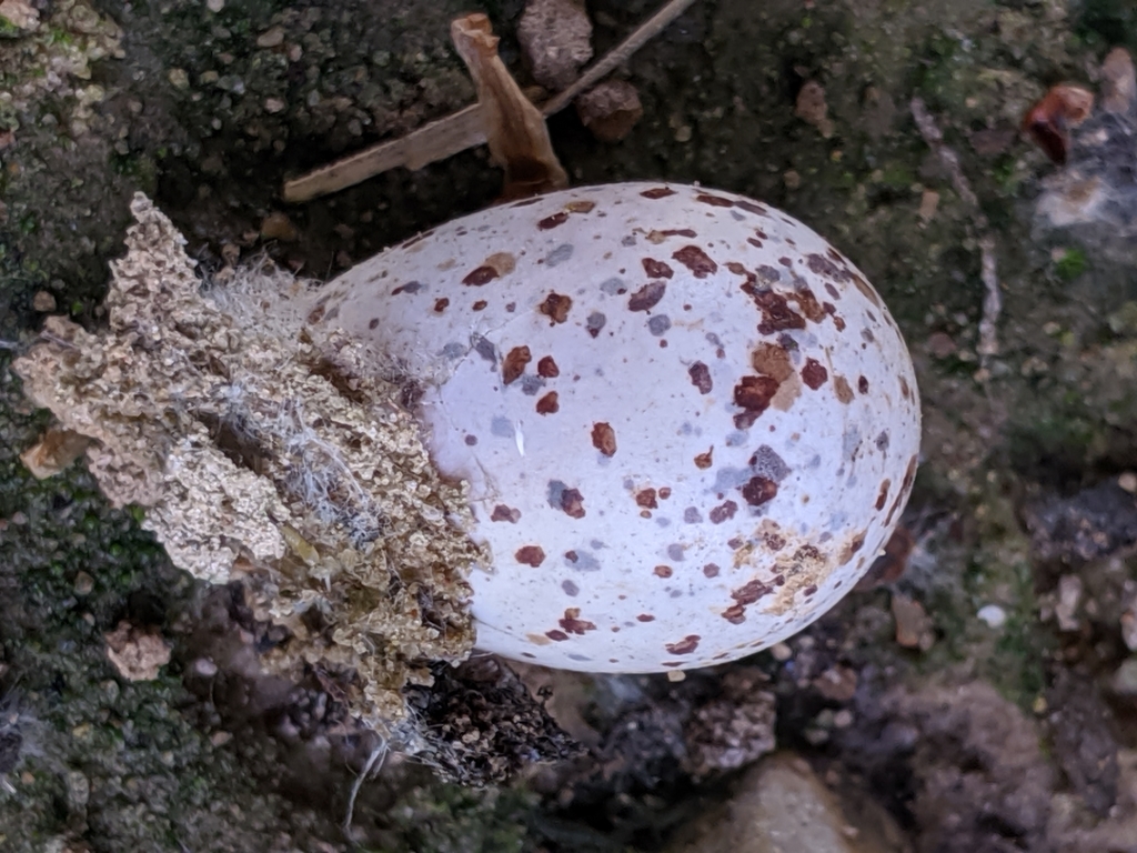 Birds from Hasse, TX 76442, USA on April 12, 2020 at 04:16 PM by Austin ...