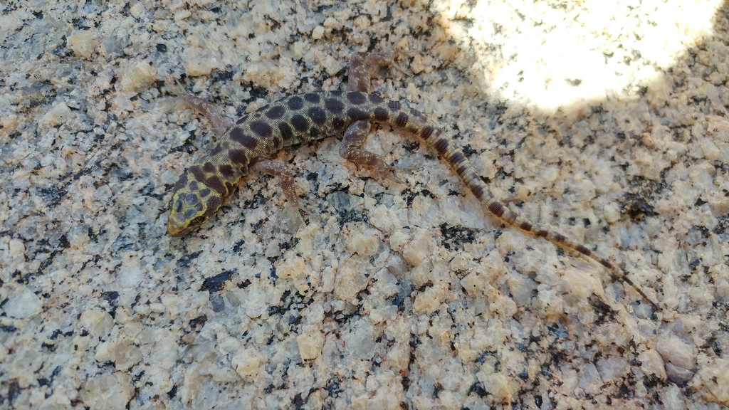 Granite Night Lizard from Riverside, California, United States on March ...