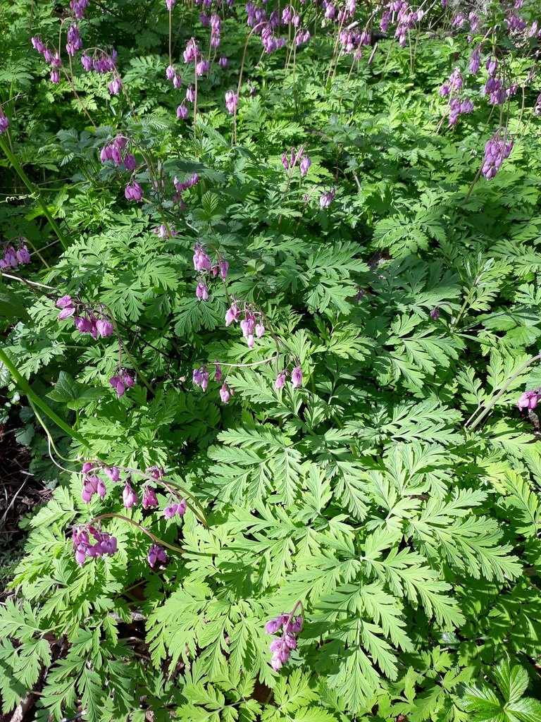 Pacific Bleeding Heart from Lane, Oregon, United States on April 12 ...