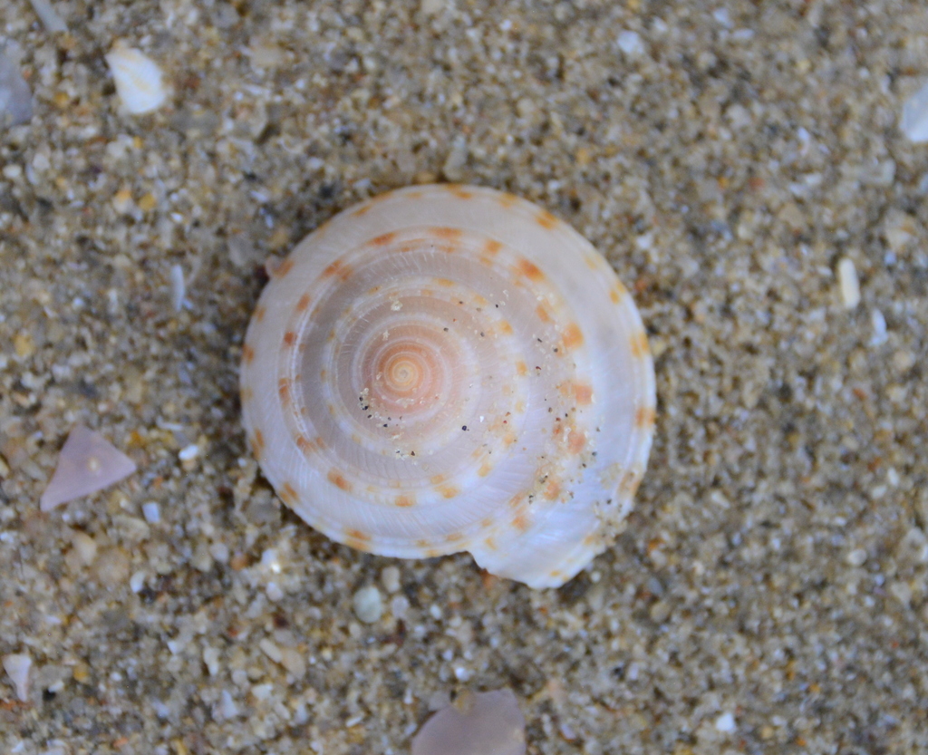Architectonica perdix from East Trinity QLD 4871, Australia on March 21 ...