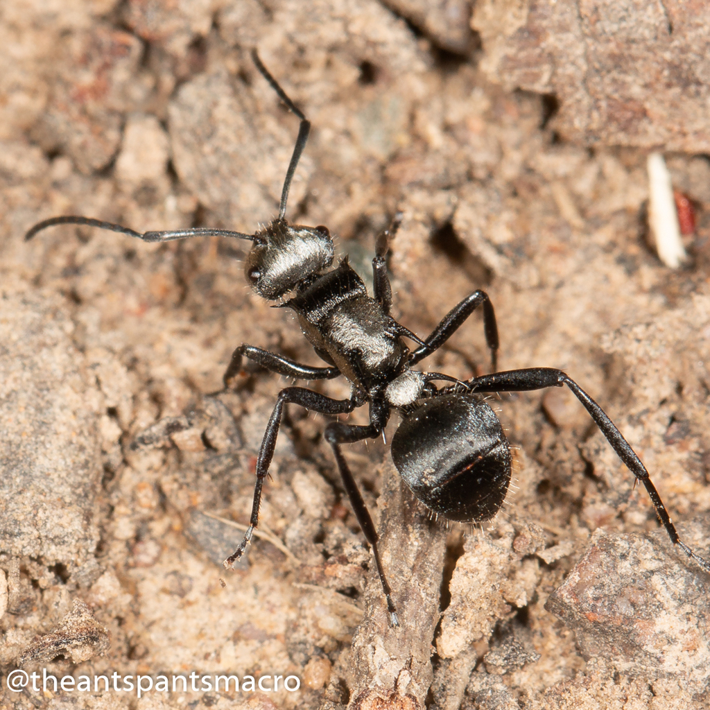 Daemel's Spiny Ant from Upper Caboolture QLD 4510, Australia on ...