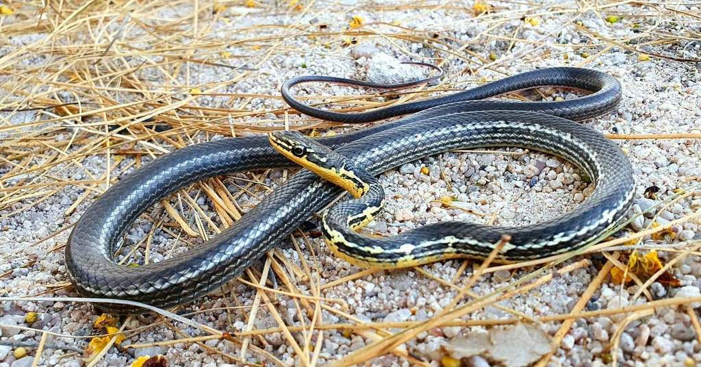 Baja California Striped Whip Snake (Masticophis aurigulus) - Snakes and ...
