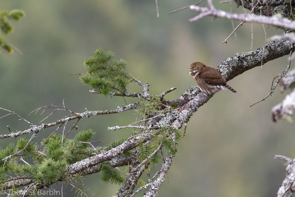 Vancouver Island Pygmy-Owl (Glaucidium gnoma swarthi) - Avian Discovery