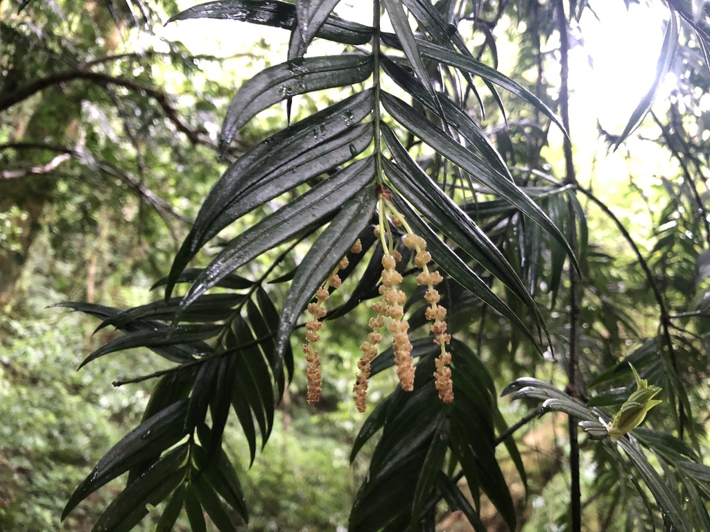 Taiwan catkin-yew (Amentotaxus formosana) - Botanical Realm