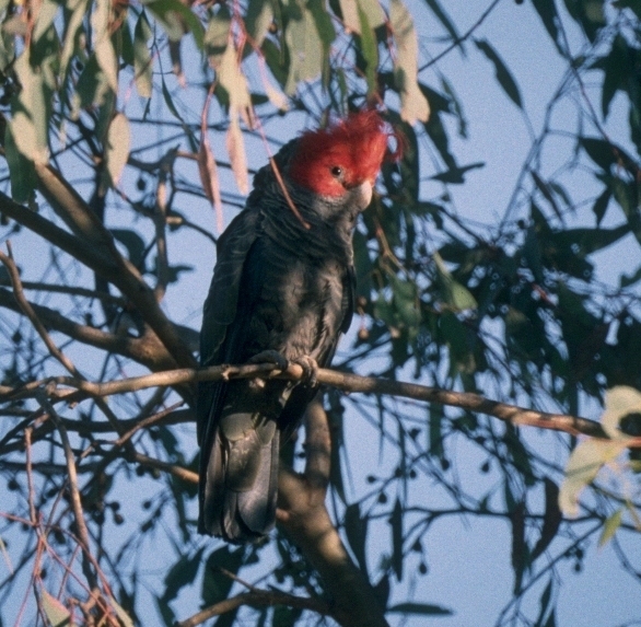 Gang-gang Cockatoo in January 1993 by Victor W Fazio III · iNaturalist