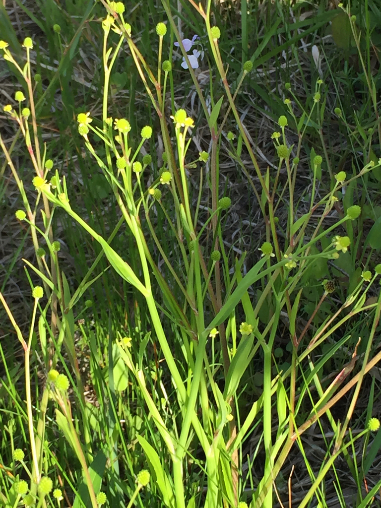 low spearwort (Nash Prairie Plants List) · iNaturalist