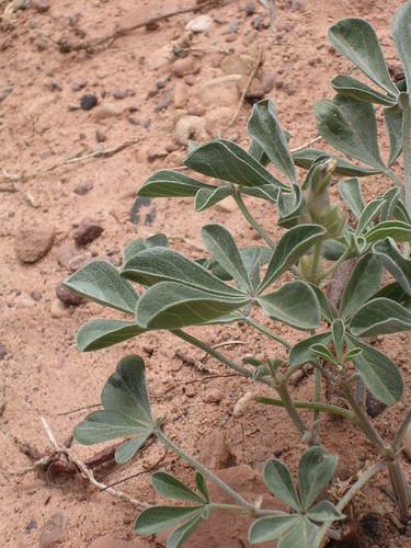 Aromatic Indian Breadroot (Pediomelum aromaticum) · iNaturalist