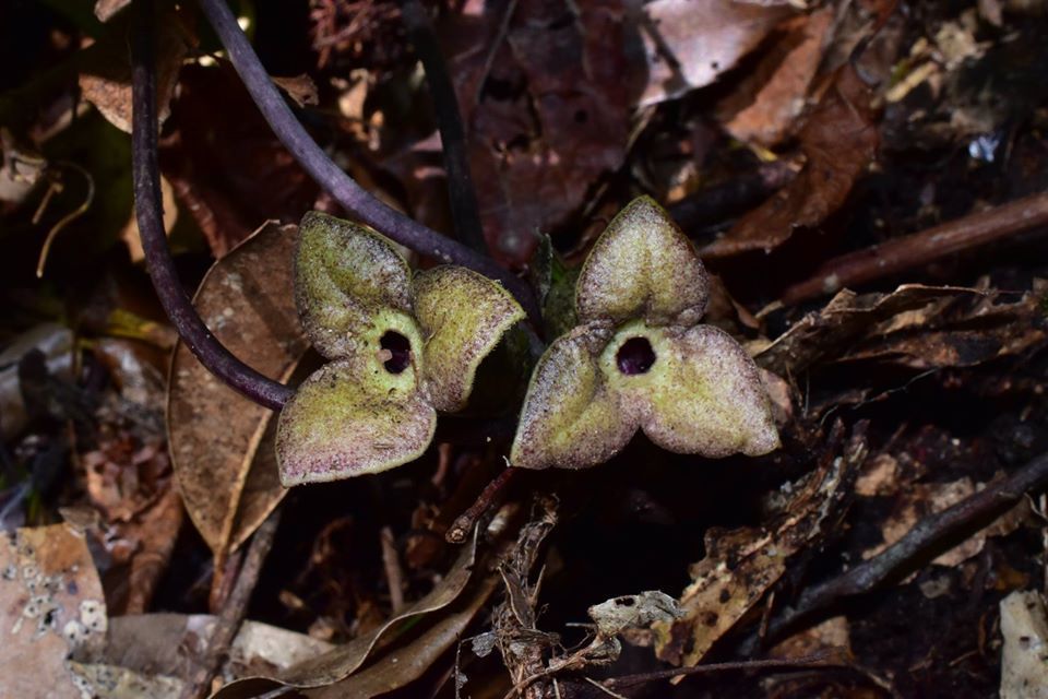 Asarum pubitessellatum in March 2018 by leepan · iNaturalist