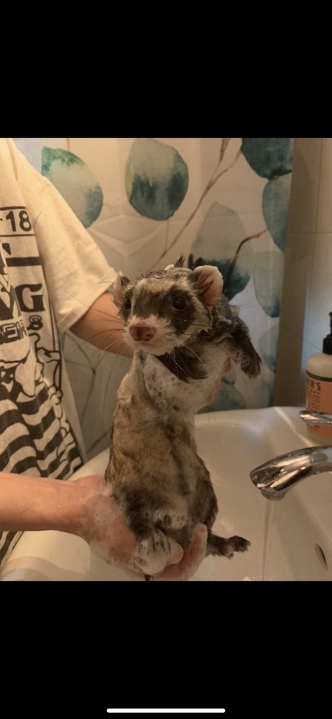 Domestic Ferret from Rector St, Perth Amboy, NJ, US on April 11, 2020 ...