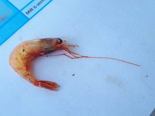 Eualus macrophthalmus · iNaturalist Ecuador