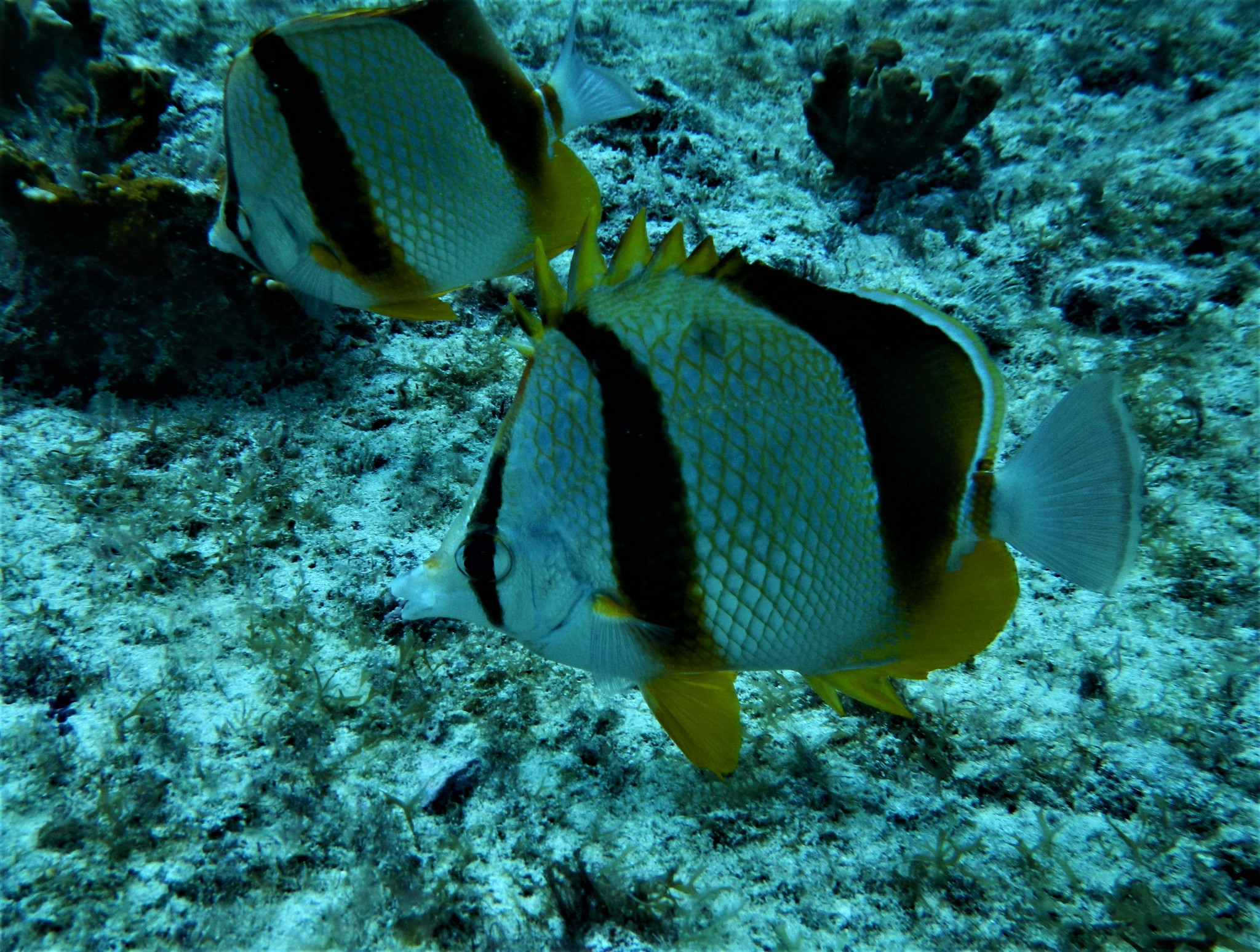 Chaetodon robustus Günther, 1860