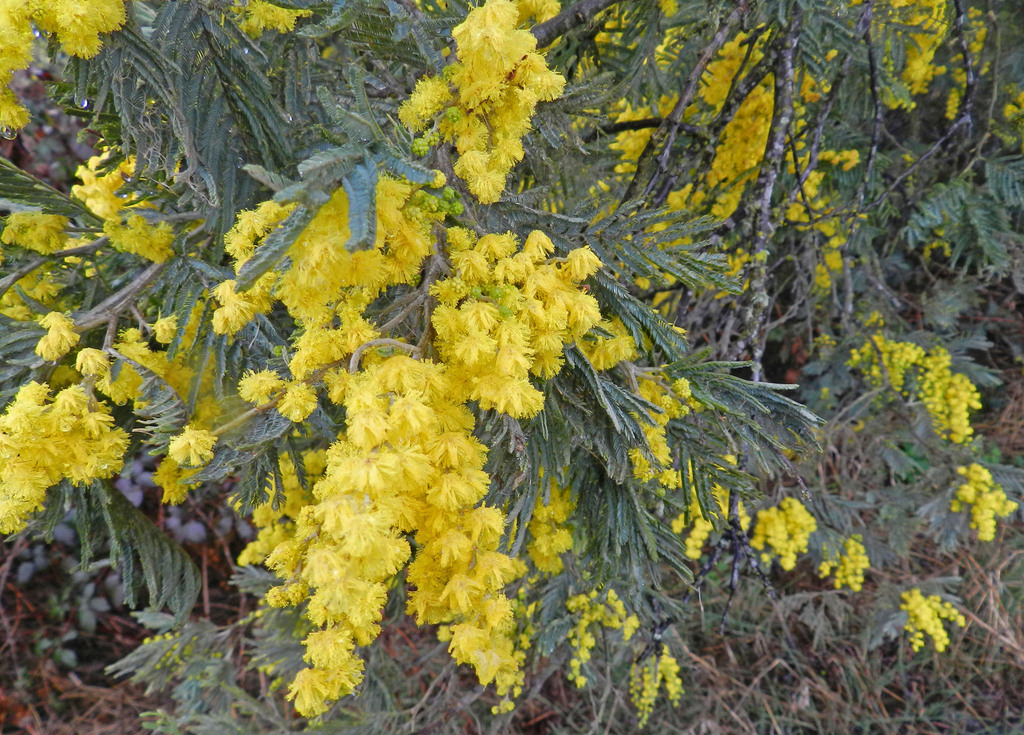 Silver wattle from Novato Marsh, California on February 7, 2014 by c ...